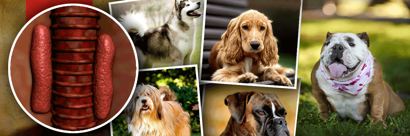 Hipotoroidismo canino, ¿Cómo enfrentarlo? – Farbiopharma