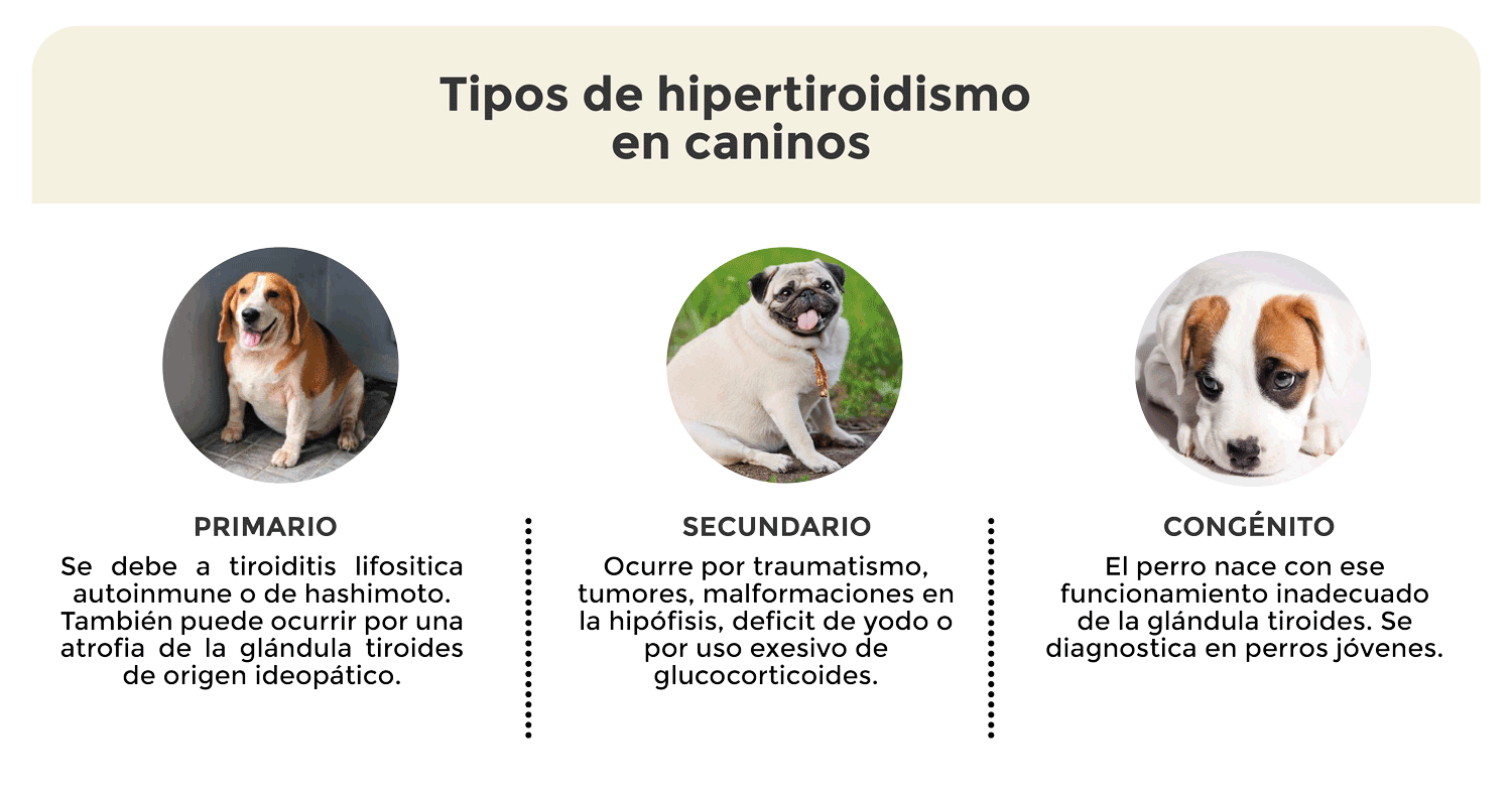 Hipotoroidismo canino, ¿Cómo enfrentarlo? – Farbiopharma