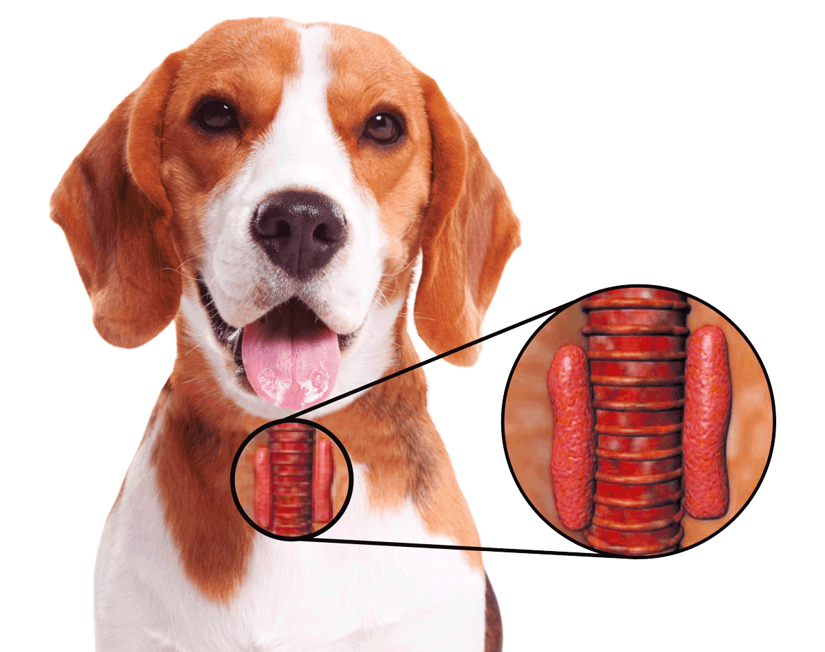 Hipotoroidismo canino, ¿Cómo enfrentarlo? – Farbiopharma